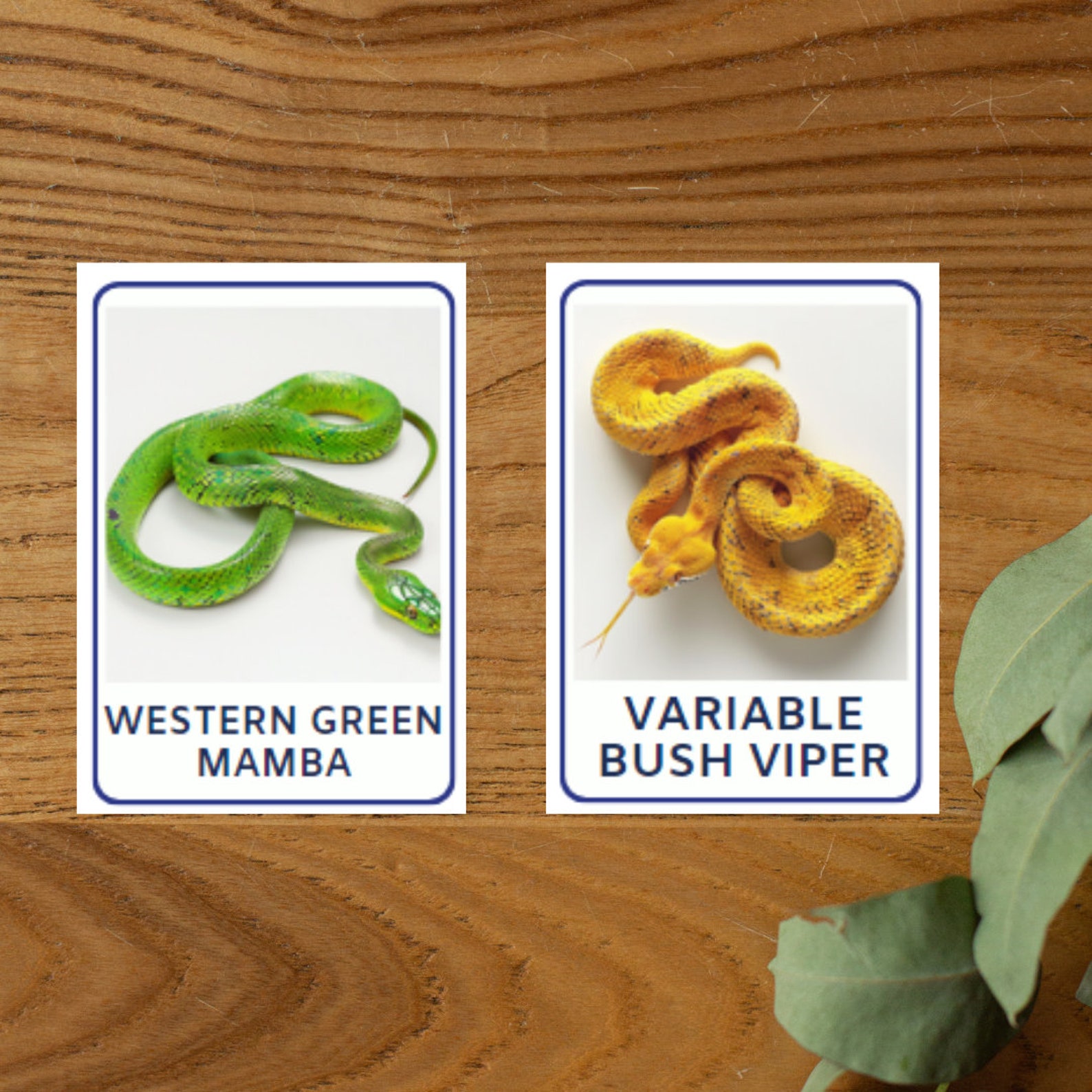 32 PNG Snakes Types Flashcards, Kids Printable, Nomenclature Cards ...