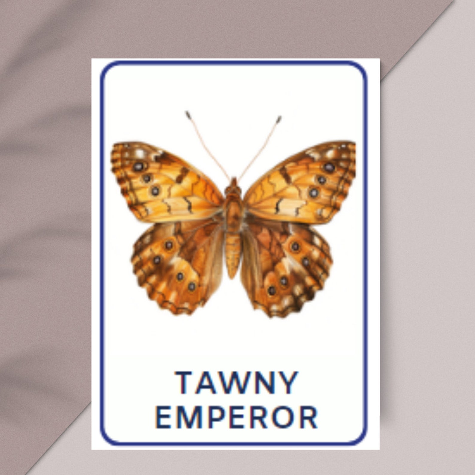 32 PNG Butterfly Species Montessori Flashcards, Butterfly ...