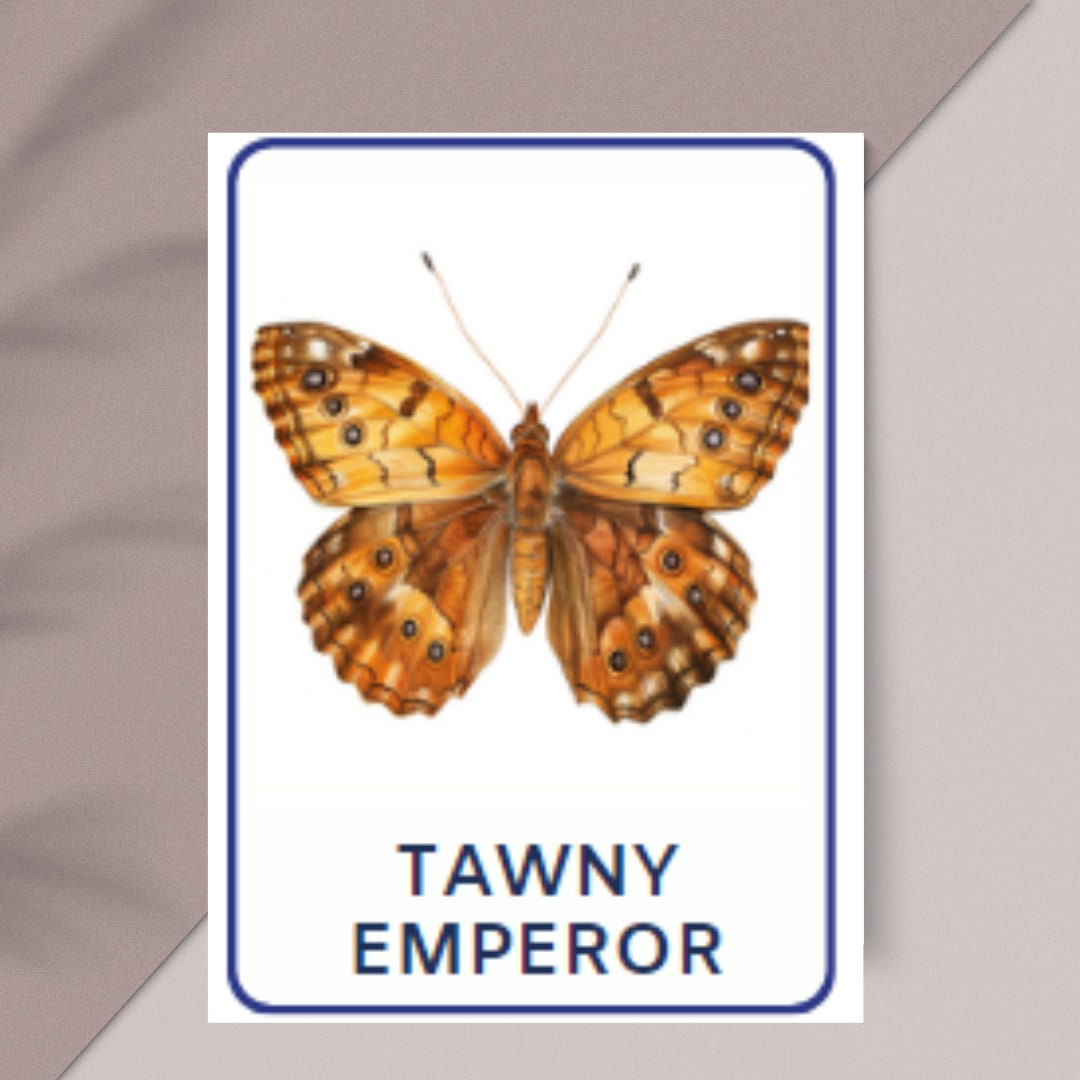 32 PNG Butterfly Species Montessori Flashcards, Butterfly ...