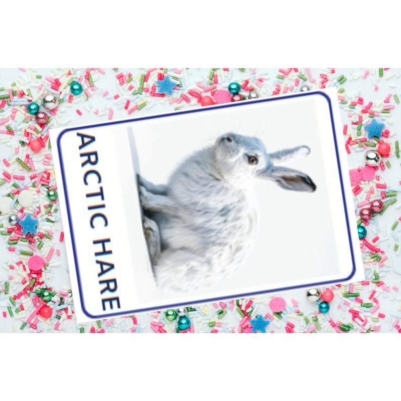 32 PNG Montessori Winter Animals Flashcards, Toddler Activity ...