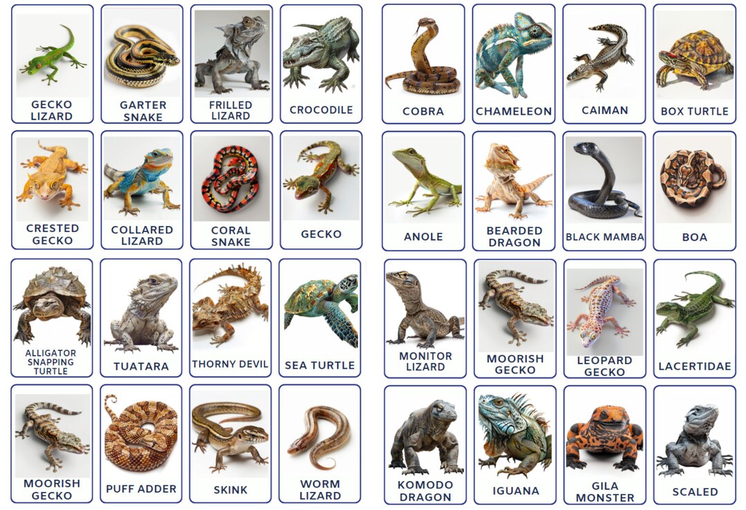 32 PNG Montessori Reptiles Species flashcards, Éducation spéciale pour ...