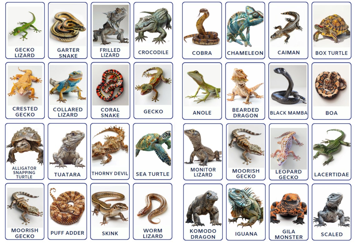 32 PNG Montessori Reptiles Species Flashcards, Special Education for ...