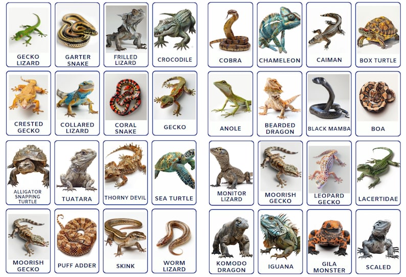 32 PNG Montessori Reptiles Species Flashcards, Special Education for ...