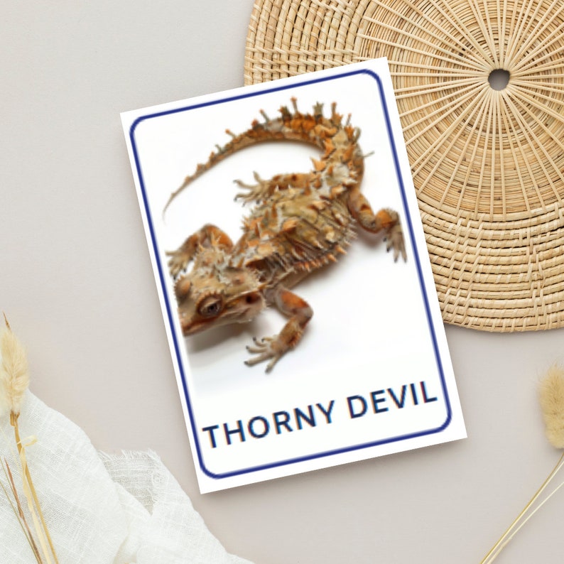 32 PNG Montessori Reptiles Species Flashcards, Special Education for ...