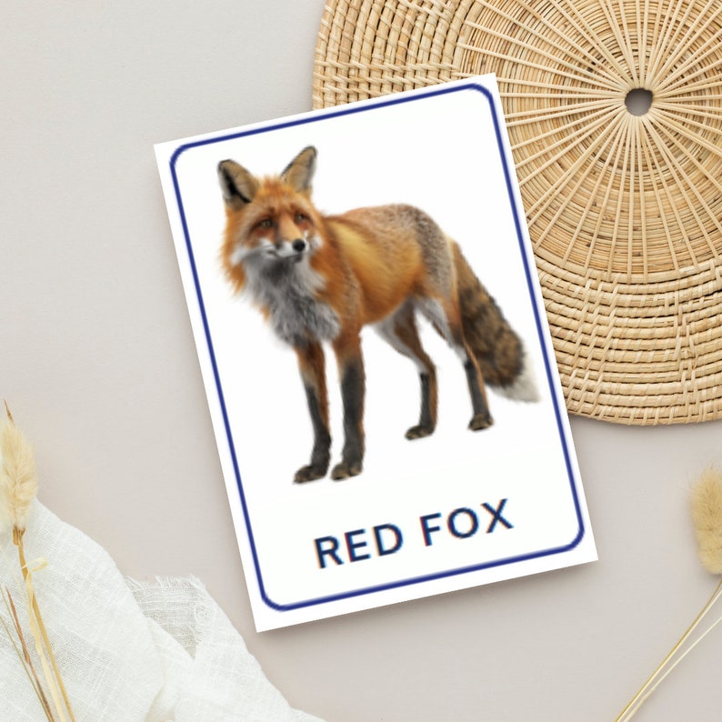 32 PNG Montessori Forest Animals Flashcards, Nomenclature Cards ...