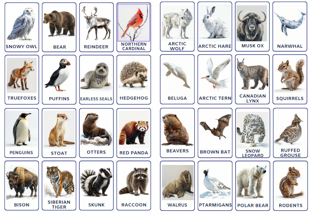 32 PNG Montessori Winter Animals Flashcards, Toddler Activity ...