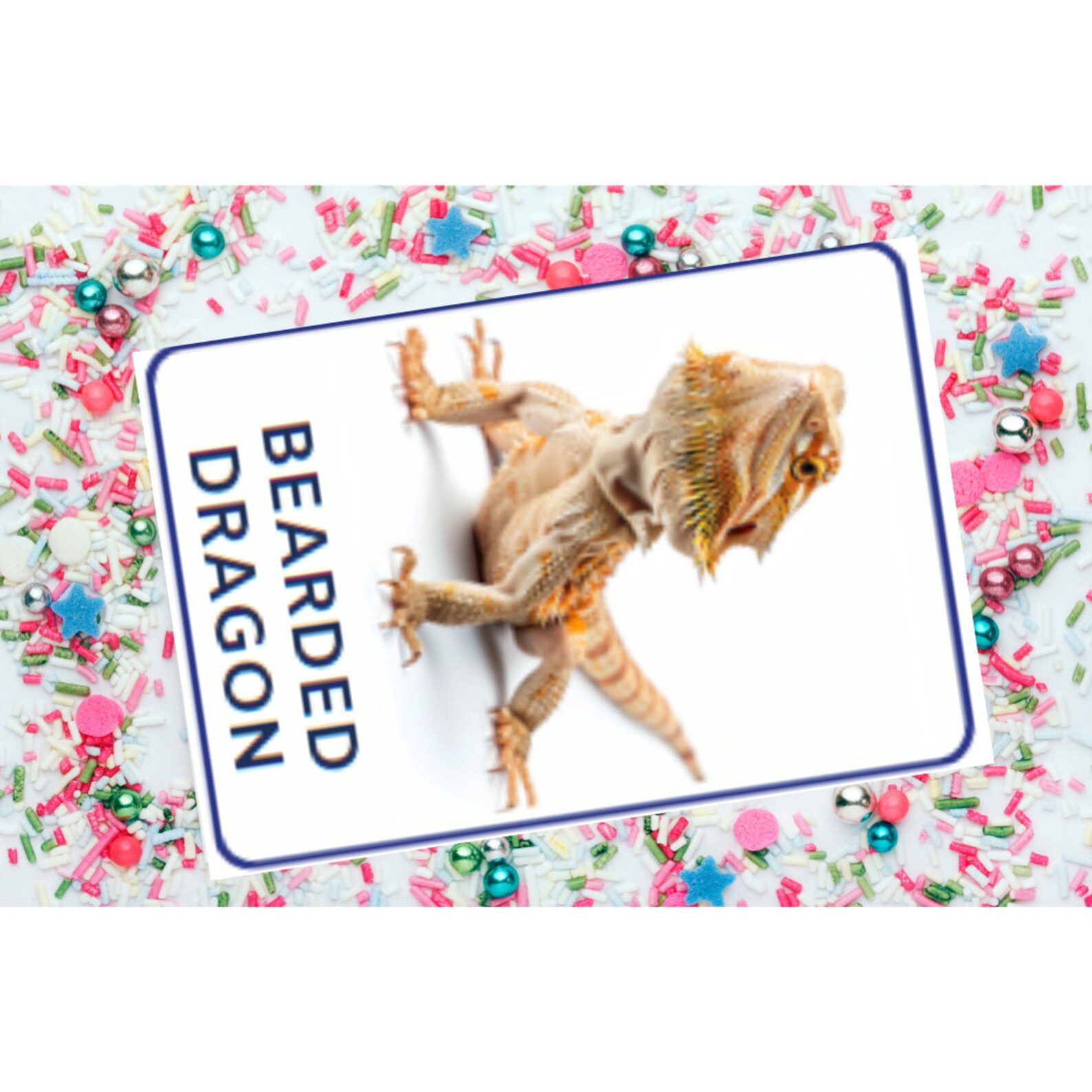 32 PNG Montessori Reptiles Species Flashcards, Special Education for ...