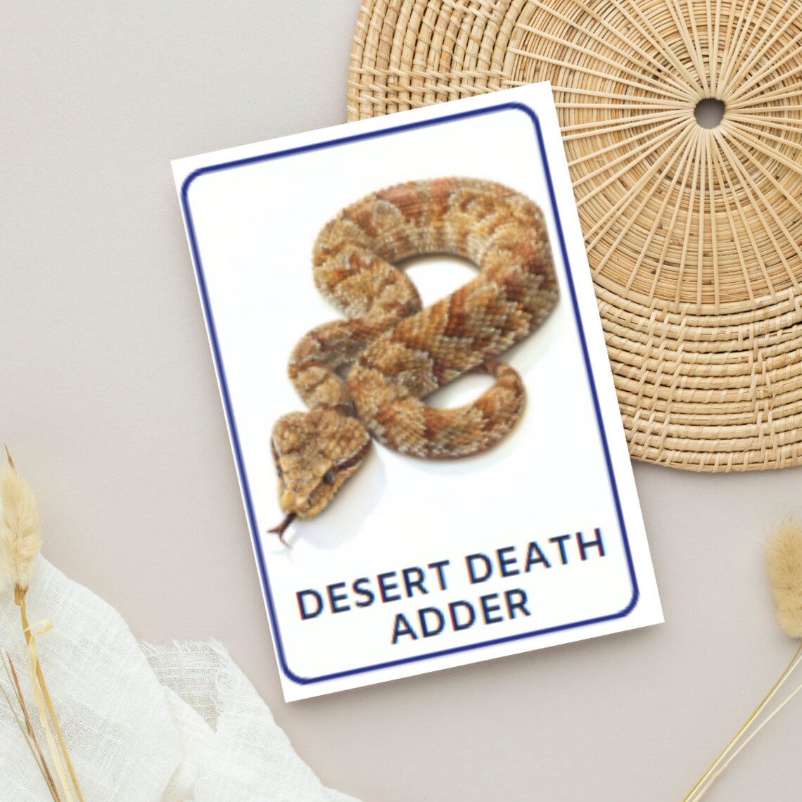 32 PNG Snakes Types Flashcards, Kids Printable, Nomenclature Cards ...