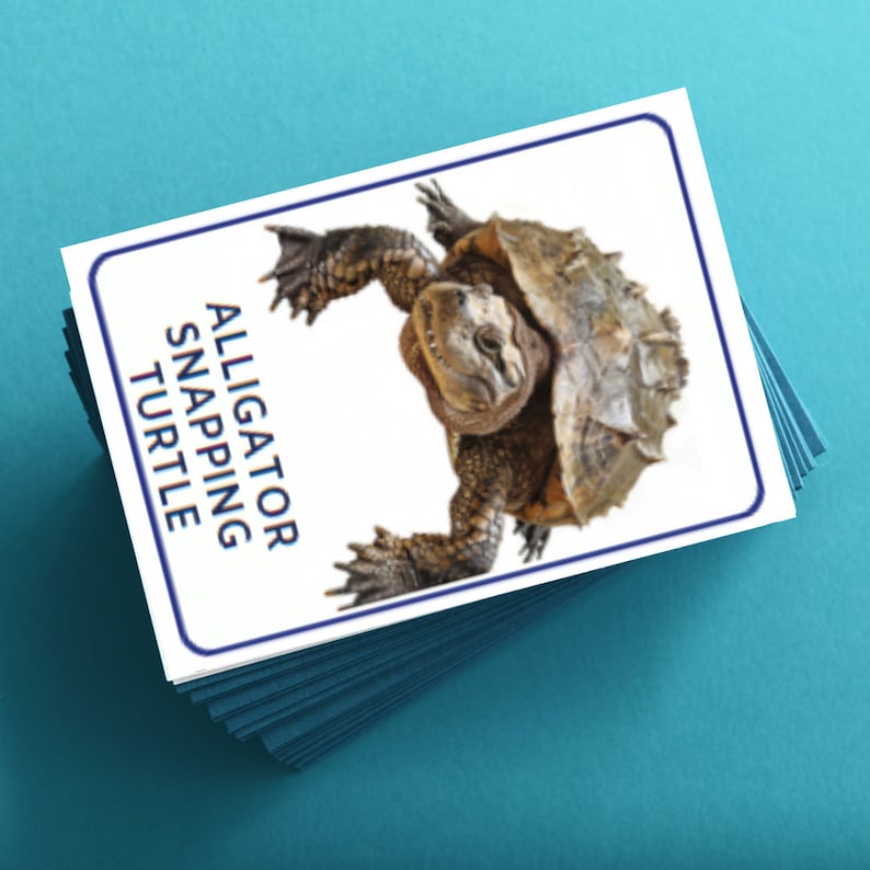 32 PNG Montessori Reptiles Species Flashcards, Special Education for ...