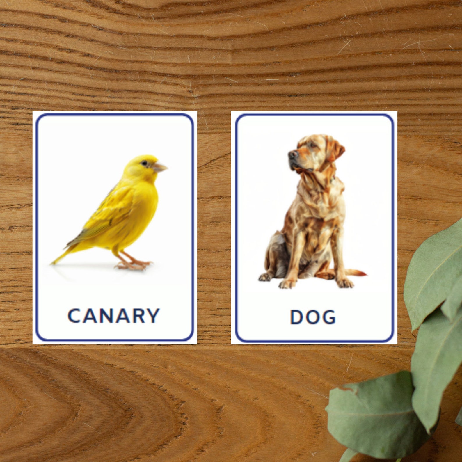 32 PNG Pets and Animals Flashcards, Nomenclature Printable Cards ...
