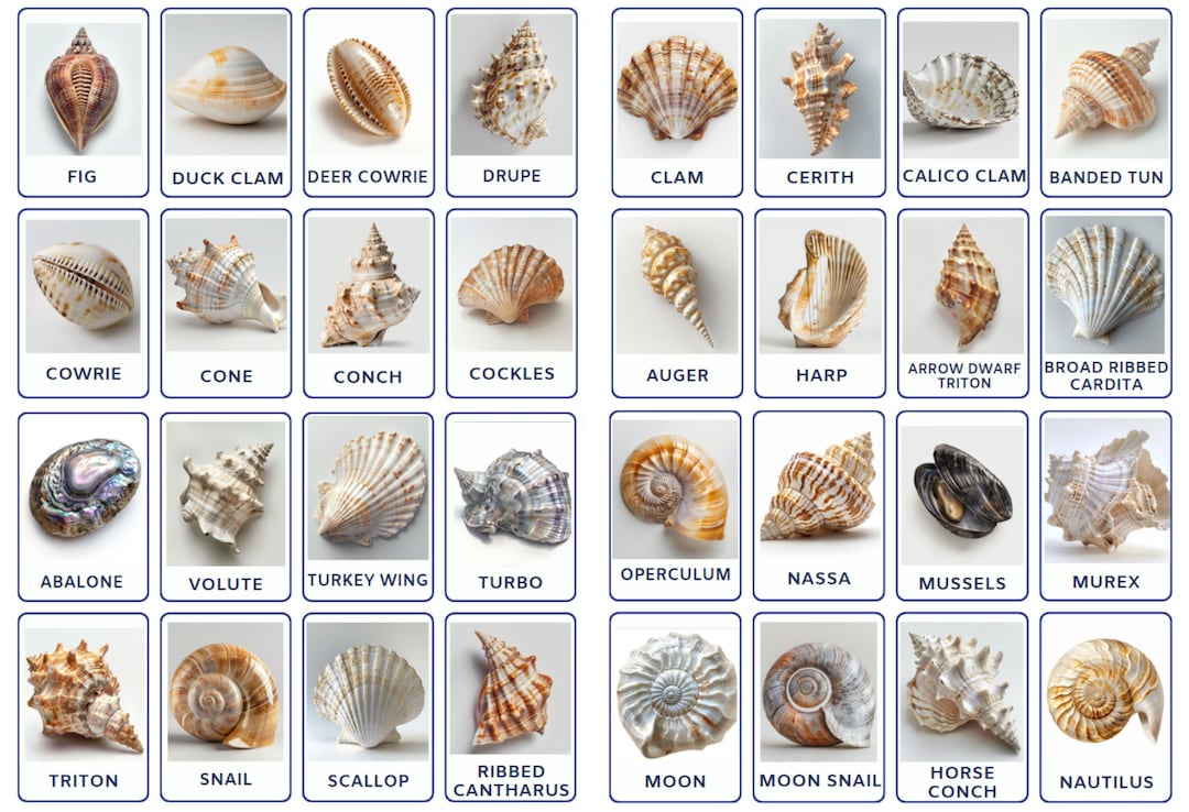 32 PNG Seashell Flashcards, Montessori Cards, Nomenclature Cards ...