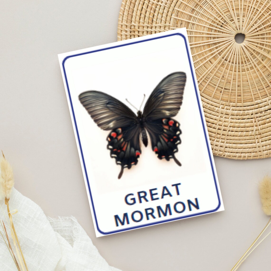 32 PNG Butterfly Species Montessori Flashcards, Butterfly ...