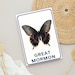 32 PNG Butterfly Species Montessori Flashcards, Butterfly ...