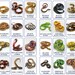 32 PNG Snakes Types Flashcards, Kids Printable, Nomenclature Cards ...