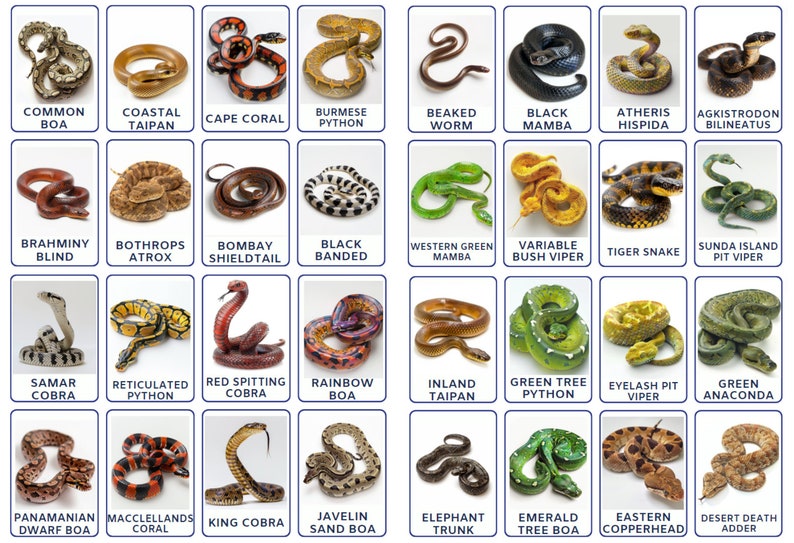 32 PNG Snakes Types Flashcards, Kids Printable, Nomenclature Cards ...