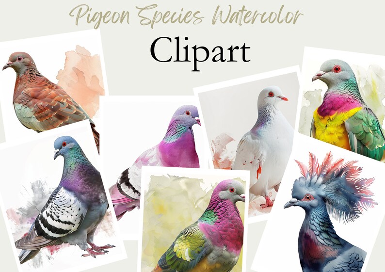 32 PNG Pigeon Species Watercolor Clipart, Watercolor Pigeon, Watercolor ...