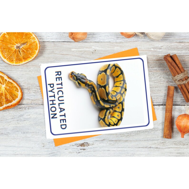 32 PNG Snakes Types Flashcards, Kids Printable, Nomenclature Cards ...