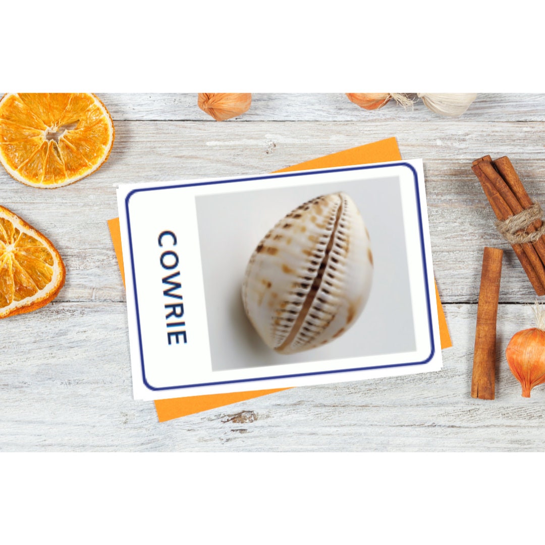 32 PNG Seashell Flashcards, Montessori Cards, Nomenclature Cards ...