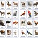 32 Montessori Farm Animals Flashcards for Kids, Toddler Activity ...