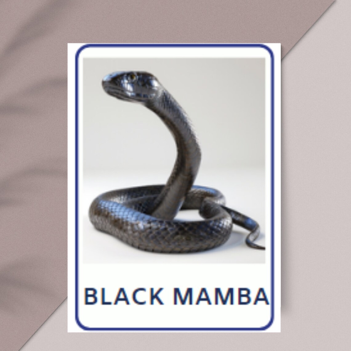 32 PNG Montessori Reptiles Species Flashcards, Special Education for ...