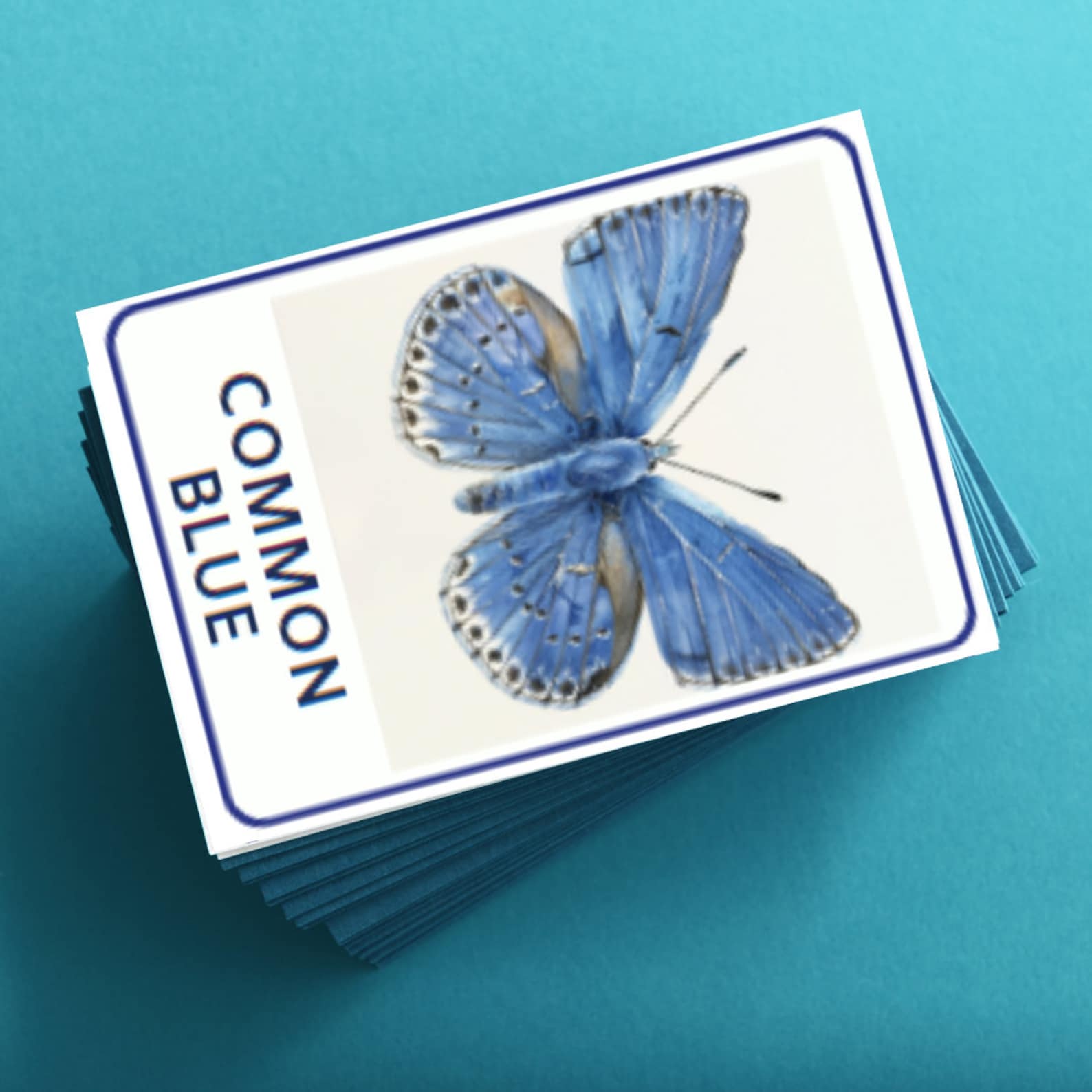 32 PNG Butterfly Species Montessori Flashcards, Butterfly ...