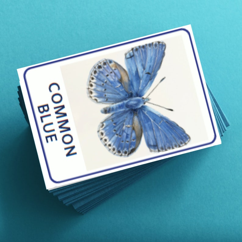 32 PNG Butterfly Species Montessori Flashcards, Butterfly ...