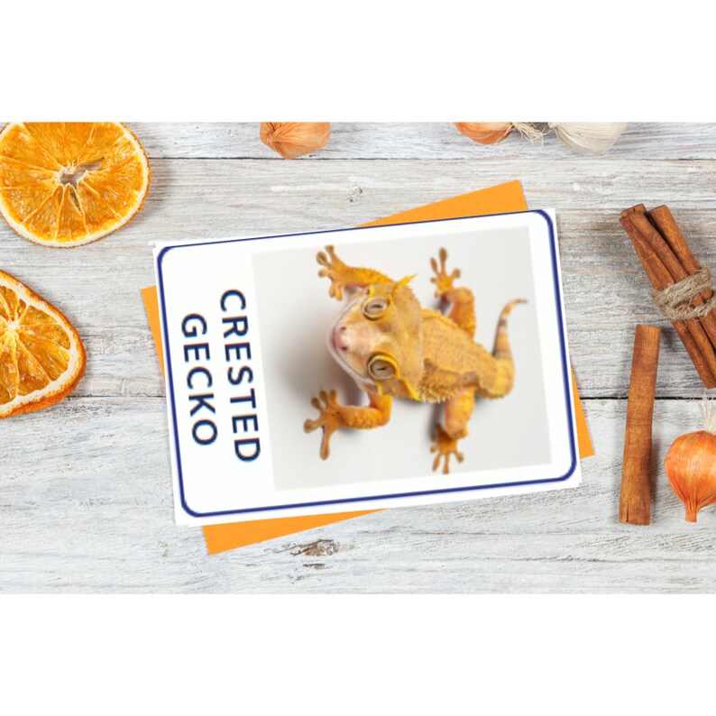 32 PNG Montessori Reptiles Species Flashcards, Special Education for ...