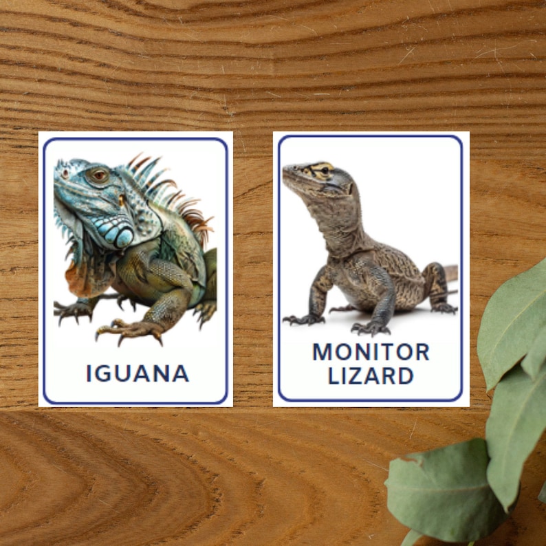 32 PNG Montessori Reptiles Species Flashcards, Special Education for ...