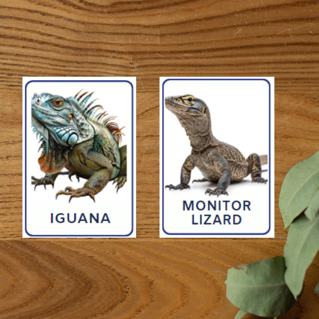 32 PNG Montessori Reptiles Species Flashcards, Special Education for ...