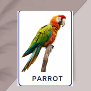 32 PNG Pets and Animals Flashcards, Nomenclature Printable Cards ...