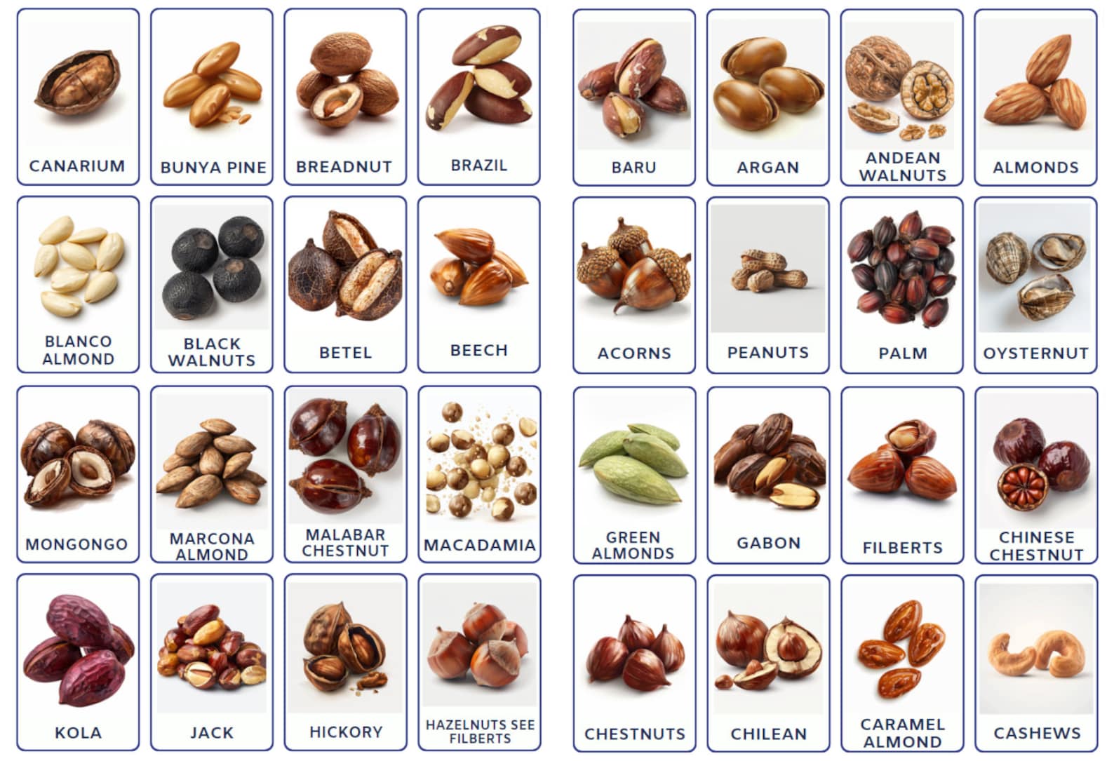 32 PNG Nuts Montessori Flashcards, Nomenclature Printable Flashcards ...