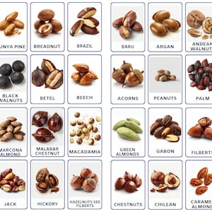 32 PNG Nuts Montessori Flashcards, Nomenclature Printable Flashcards ...