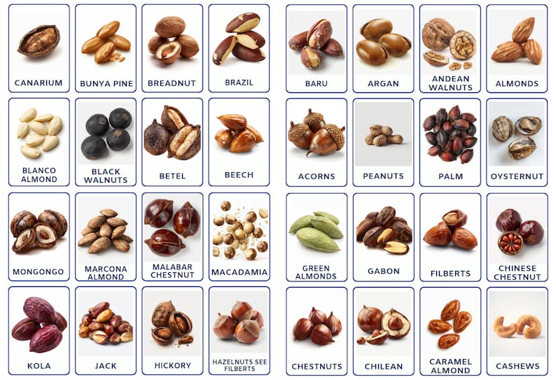 32 PNG Nuts Montessori Flashcards, Nomenclature Printable Flashcards ...