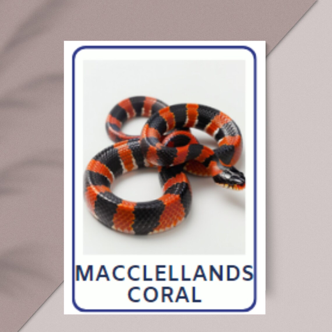 32 PNG Snakes Types Flashcards, Kids Printable, Nomenclature Cards ...