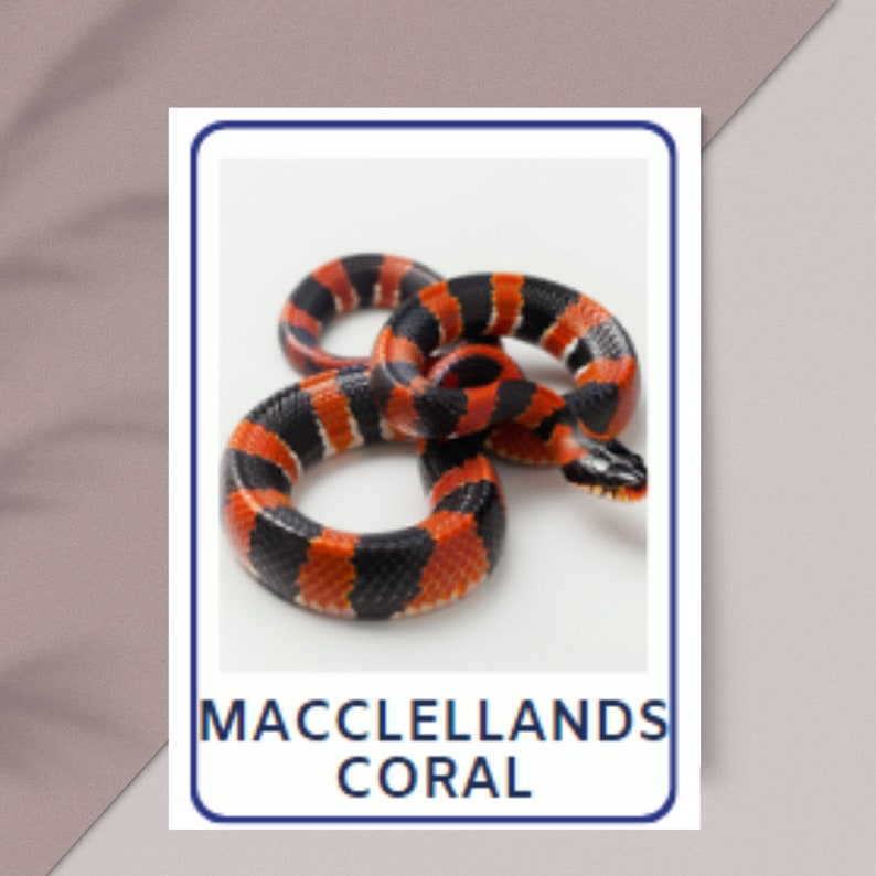 32 PNG Snakes Types Flashcards, Kids Printable, Nomenclature Cards ...