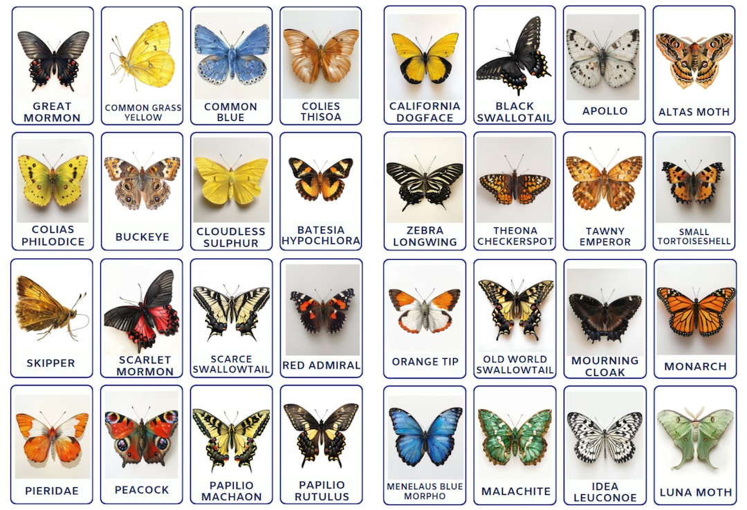 32 PNG Butterfly Species Montessori Flashcards, Butterfly ...