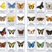 32 PNG Butterfly Species Montessori Flashcards, Butterfly ...