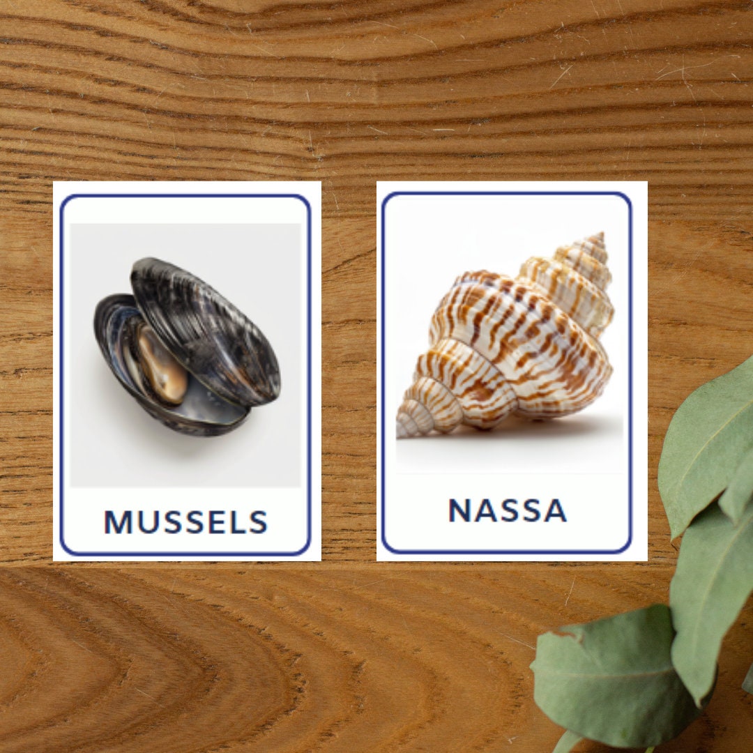 32 PNG Seashell Flashcards, Montessori Cards, Nomenclature Cards ...