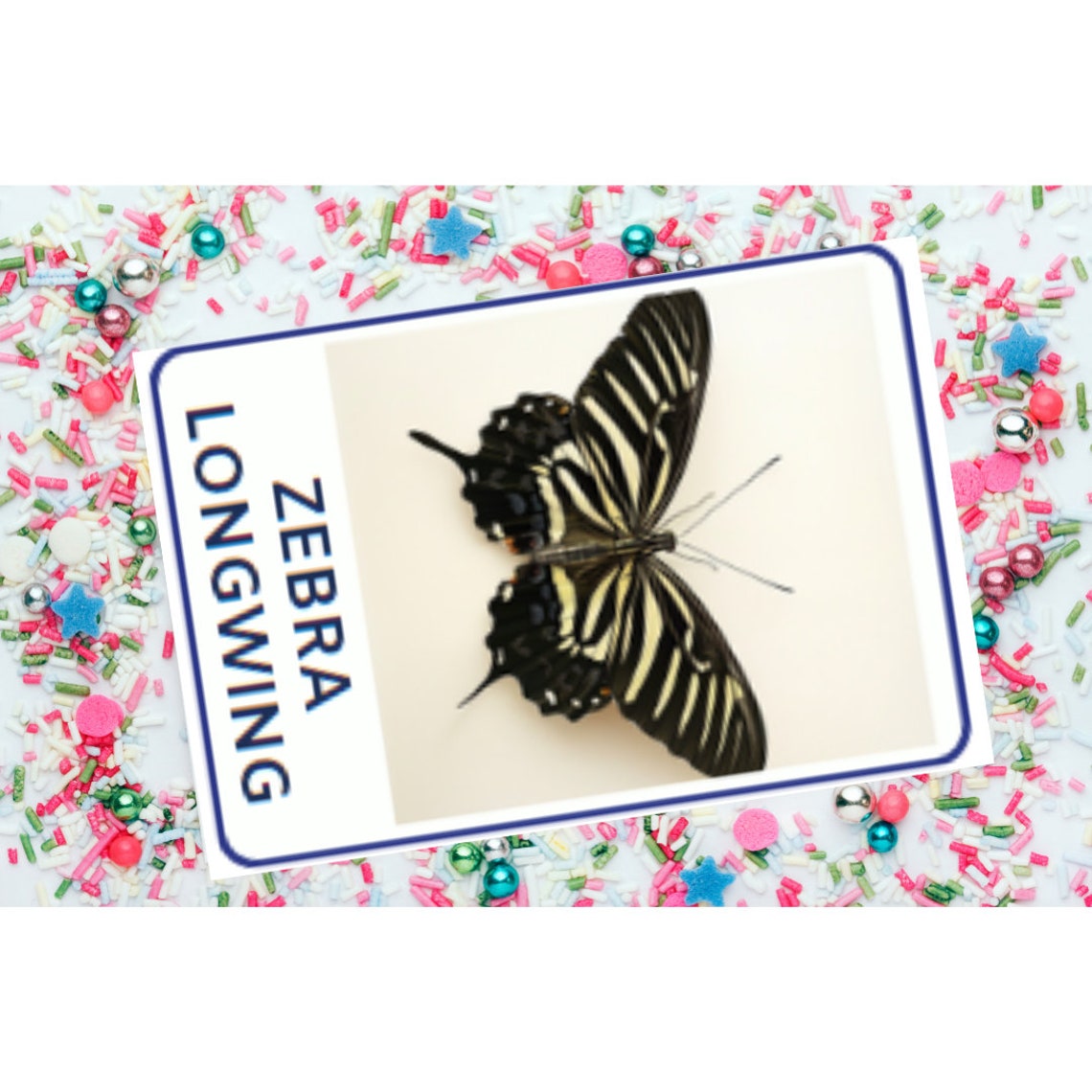 32 PNG Butterfly Species Montessori Flashcards, Butterfly ...