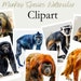 Monkey Species Clipart | Watercolor Monkey PNG | Jungle Clipart ...
