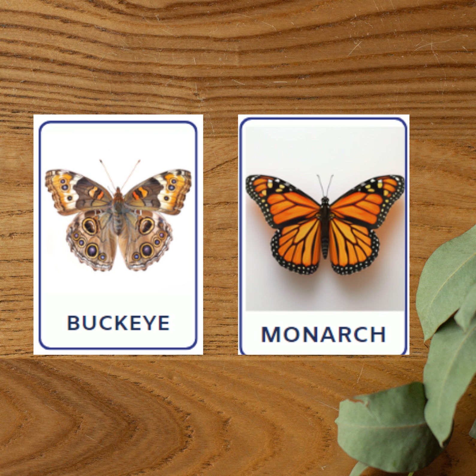 32 PNG Butterfly Species Montessori Flashcards, Butterfly ...