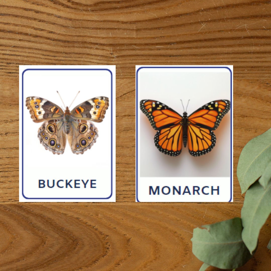 32 PNG Butterfly Species Montessori Flashcards, Butterfly ...