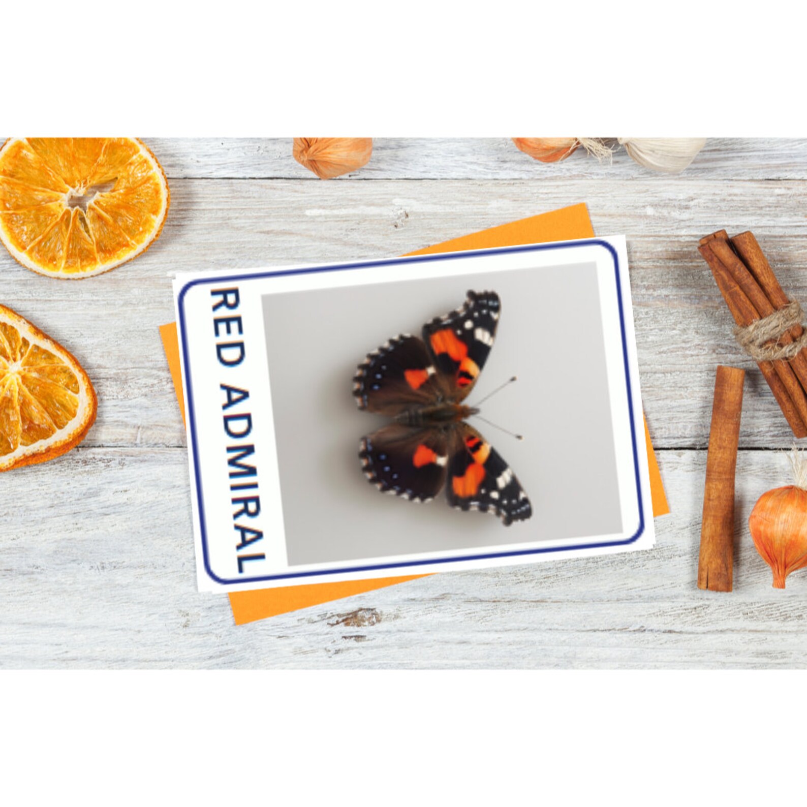 32 PNG Butterfly Species Montessori Flashcards, Butterfly ...