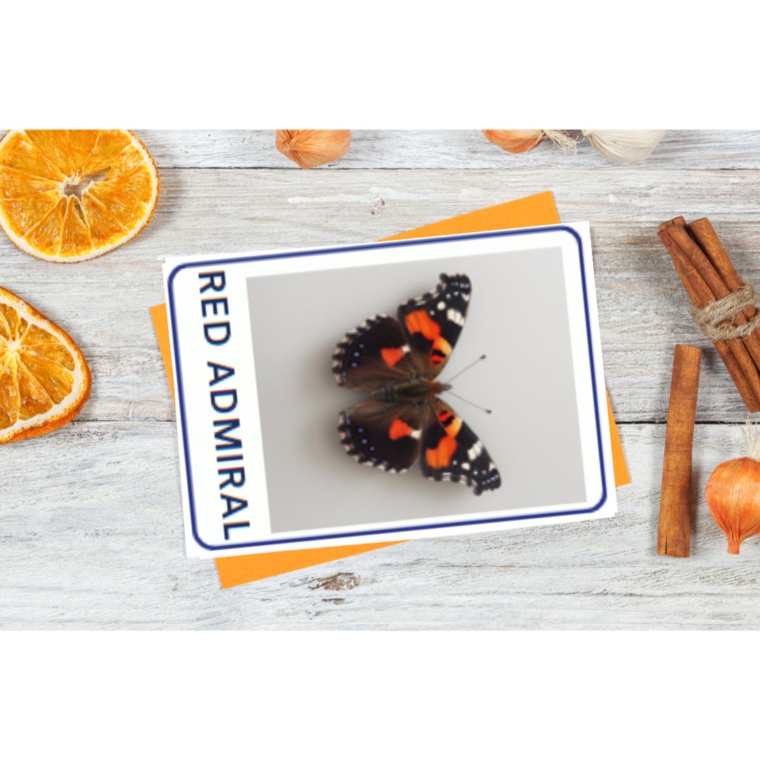 32 PNG Butterfly Species Montessori Flashcards, Butterfly ...