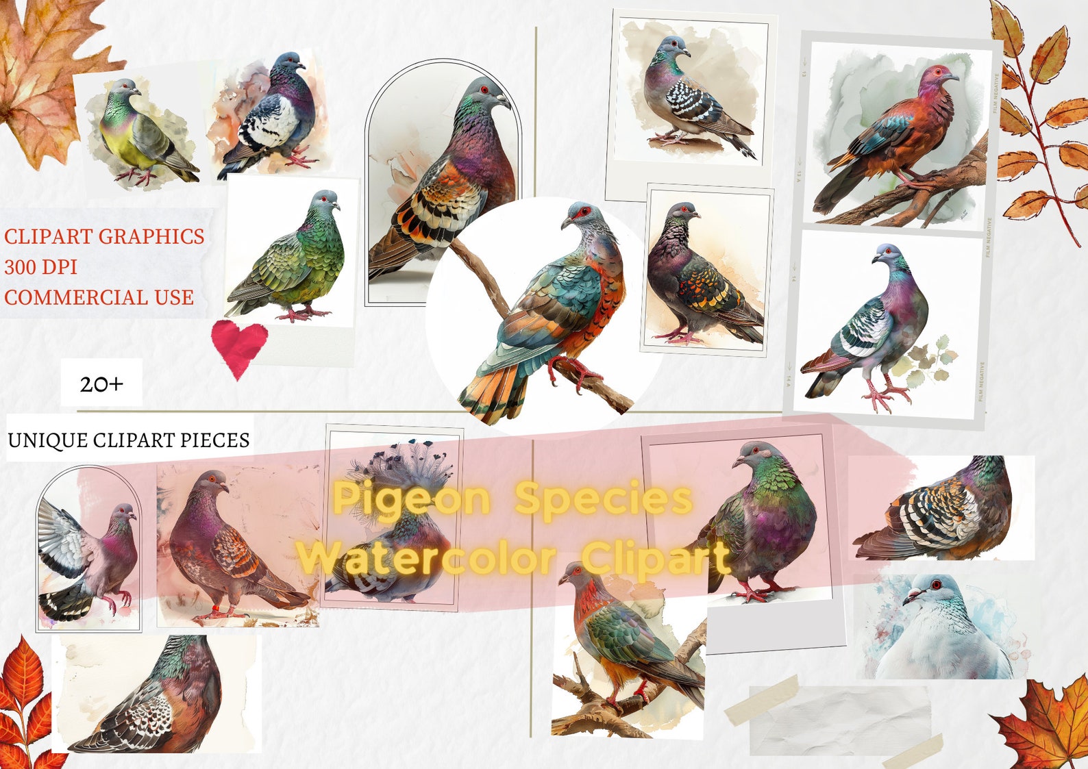 32 PNG Pigeon Species Watercolor Clipart, Watercolor Pigeon, Watercolor ...