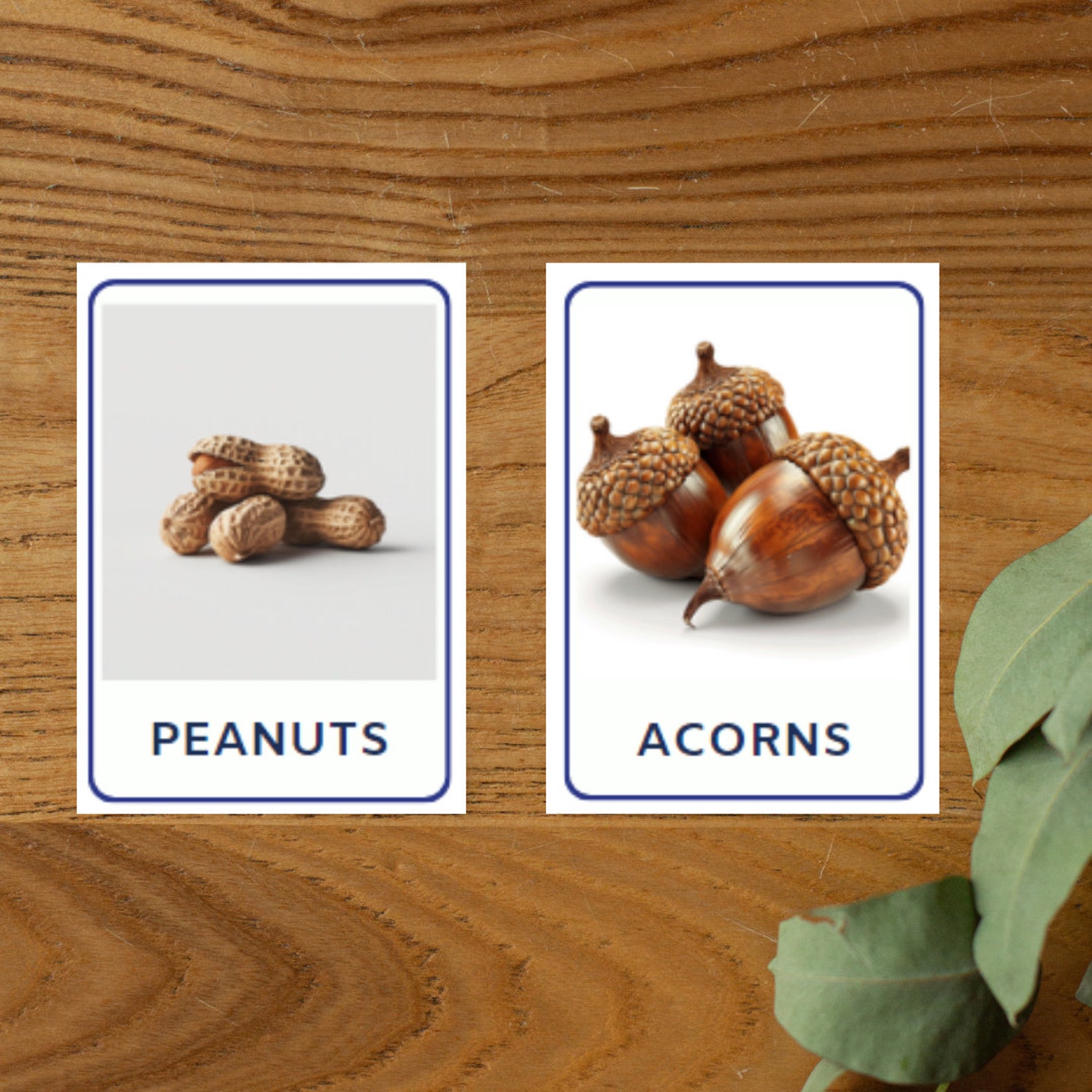 32 PNG Nuts Montessori Flashcards, Nomenclature Printable Flashcards ...