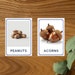 32 PNG Nuts Montessori Flashcards, Nomenclature Printable Flashcards ...