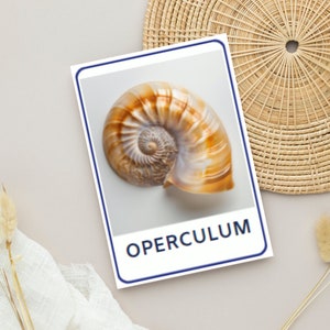32 PNG Seashell Flashcards, Montessori Cards, Nomenclature Cards ...