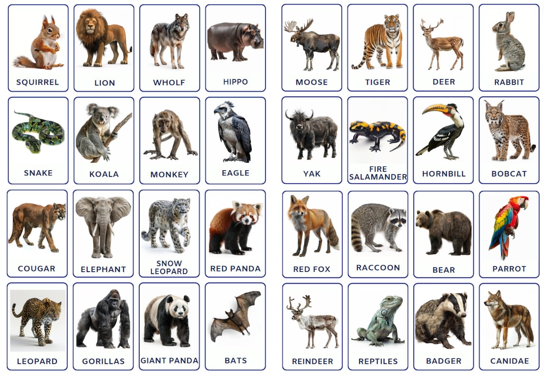 32 Png Montessori Forest Animals Flashcards Nomenclature Cards