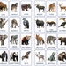 32 PNG Montessori Forest Animals Flashcards, Nomenclature Cards ...